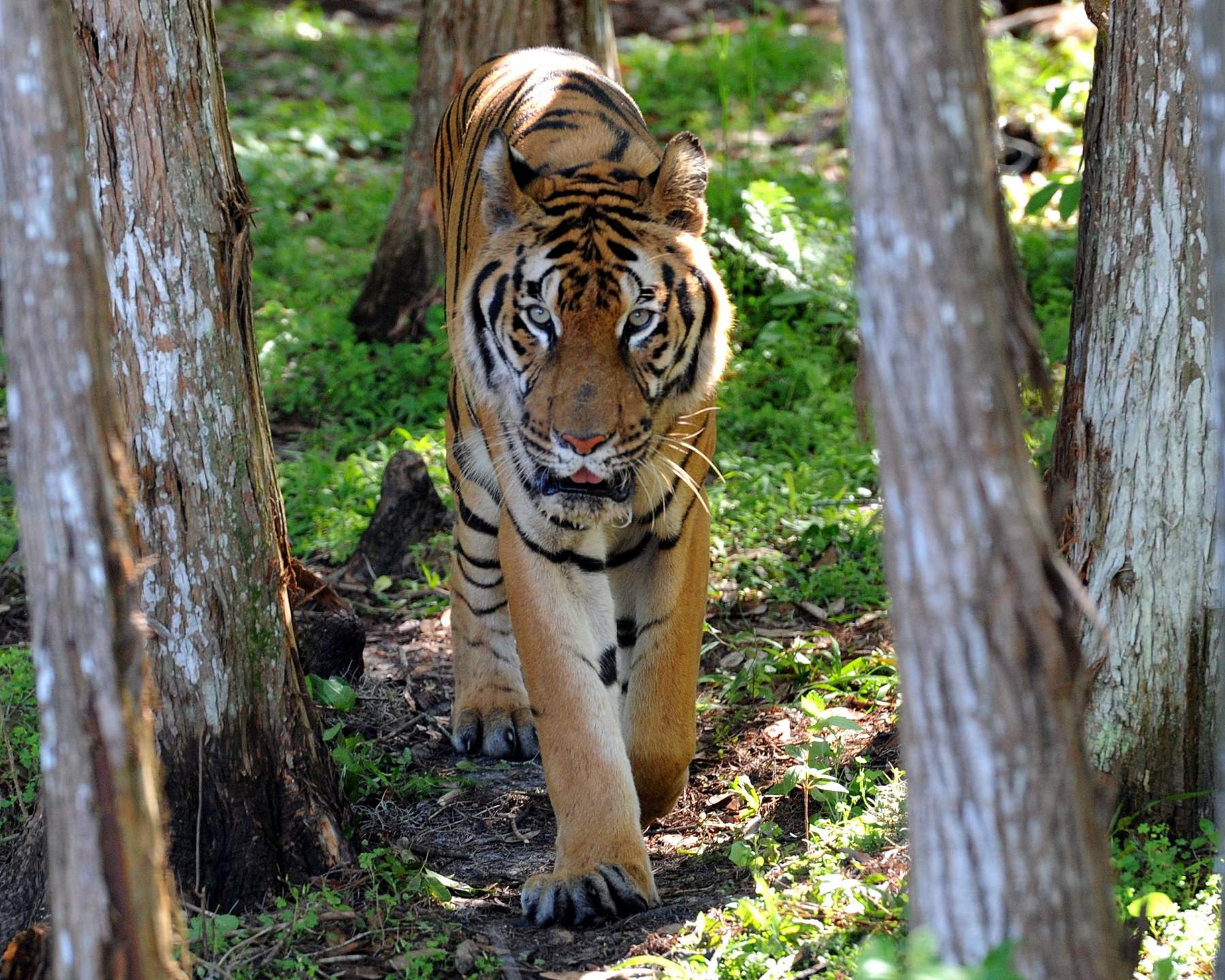 Hoover The Tiger Finds ‘Forever Home’ In Tampa - South Florida Reporter