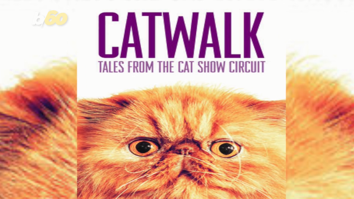 New Netflix Documentary Is The Cat’s Meow, Literally (Video) - South ...