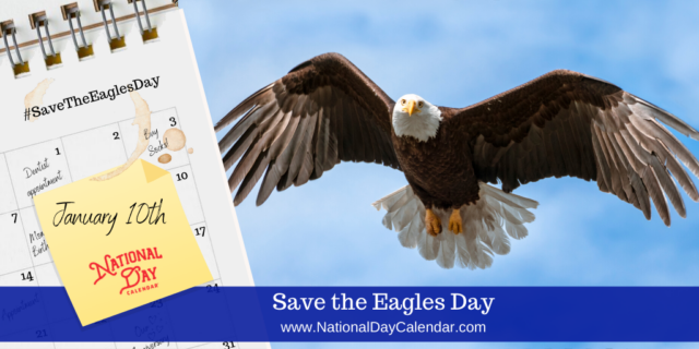 An Eagle’s Eyesight Is 5 Times Better Than A Human’s. Eagles Can See Up ...