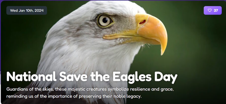 An Eagles Eyesight Is 5 Times Better Than A Humans. How Far Can The ...
