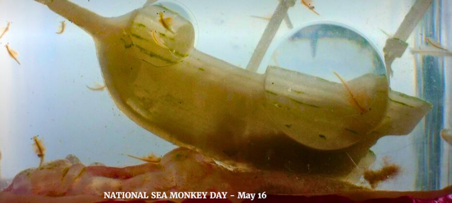 Sea Monkeys Were Created In A Lab. What Were They First Called? - South ...