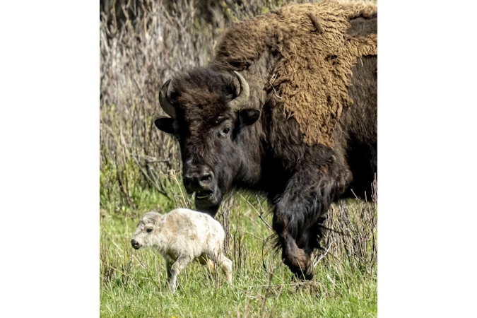 baby white buffalo - South Florida Reporter