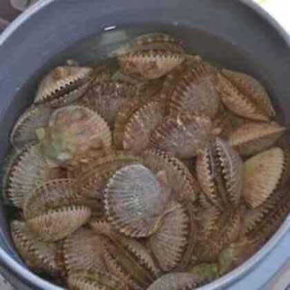 2024 Scallop Season in Florida - South Florida Reporter