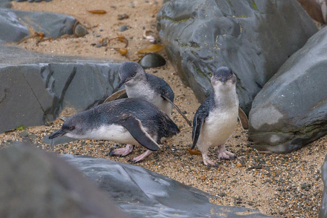 ‘Unseen World’: Researchers Capture Fascinating Video Of The World’s ...