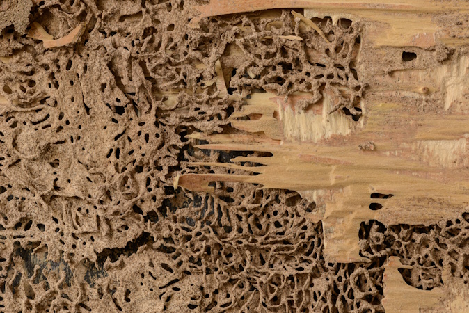 Preventative Measures for Protecting Your Home from Termite ...