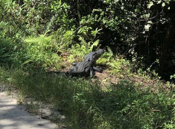 Facts About The Florida Everglades: 101+ Must-Know Truths (2025 Guide ...