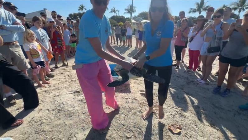 Watch As A ‘Cold-Stunned' Sea Turtle Released - South Florida Reporter